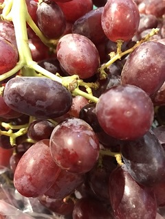 Grape & Raisin Toxicity - Vetwell independent vet practices